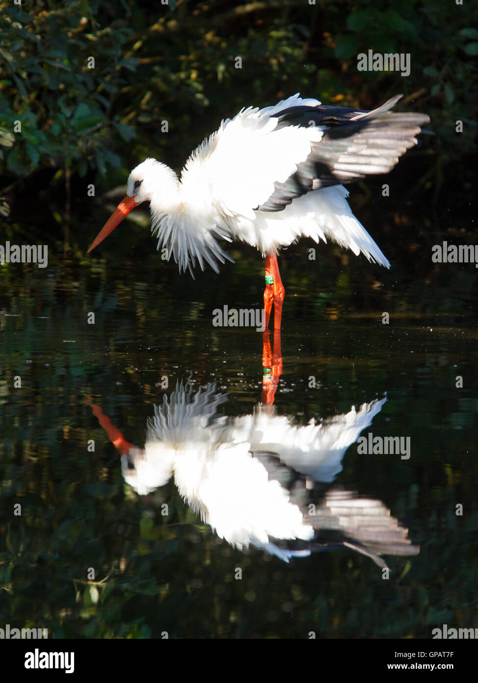 Stork in the water Stock Photo - Alamy