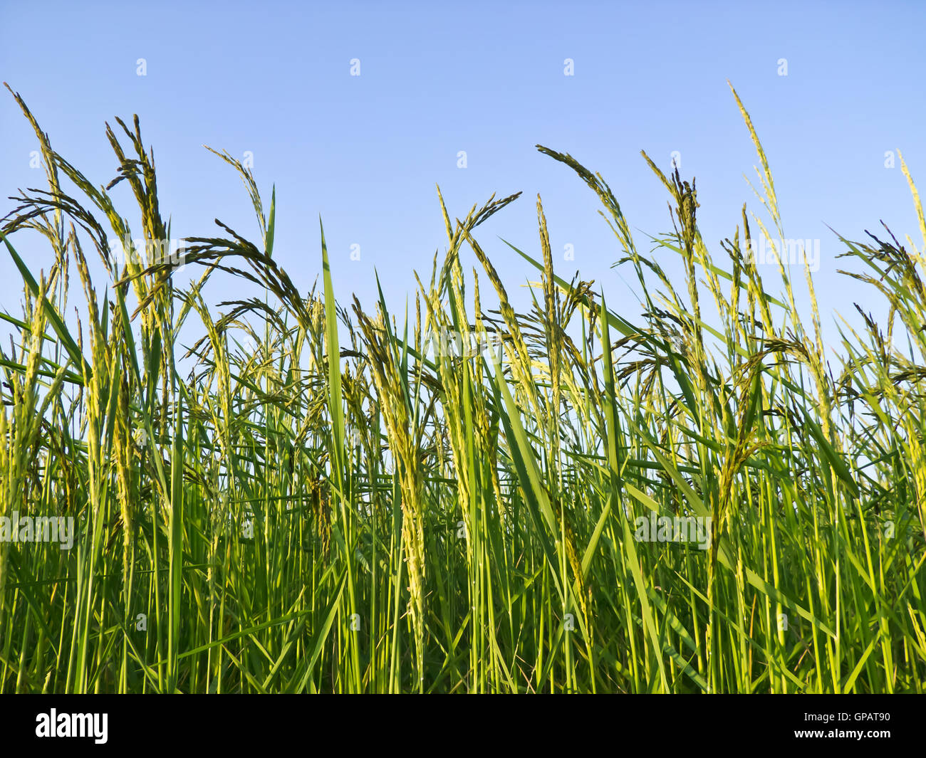 jasmine rice field Stock Photo - Alamy