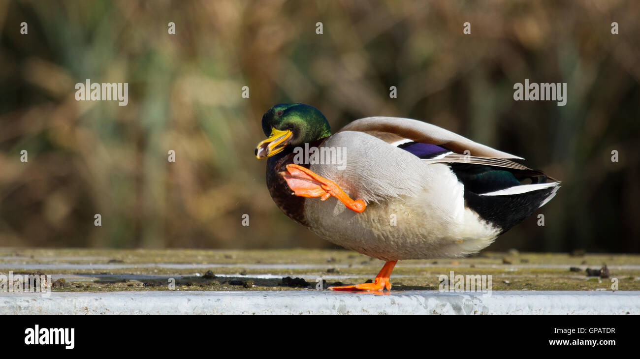A wild duck Stock Photo - Alamy