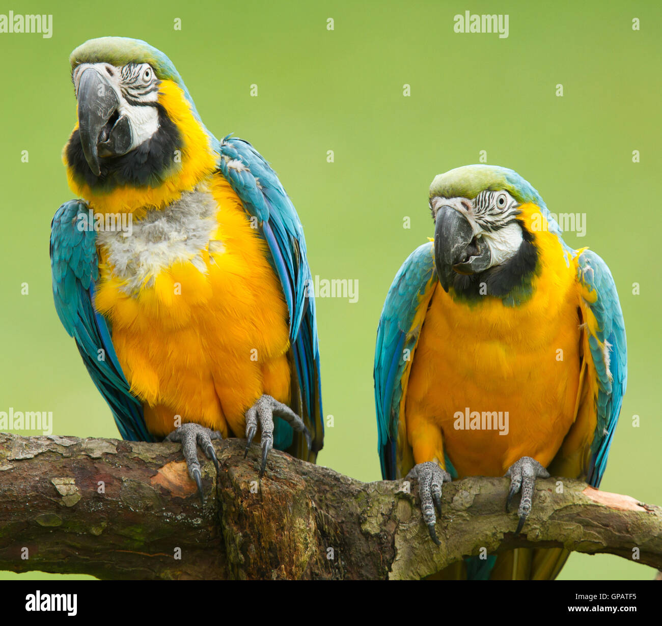 Close-up of two macaw parrots Stock Photo - Alamy