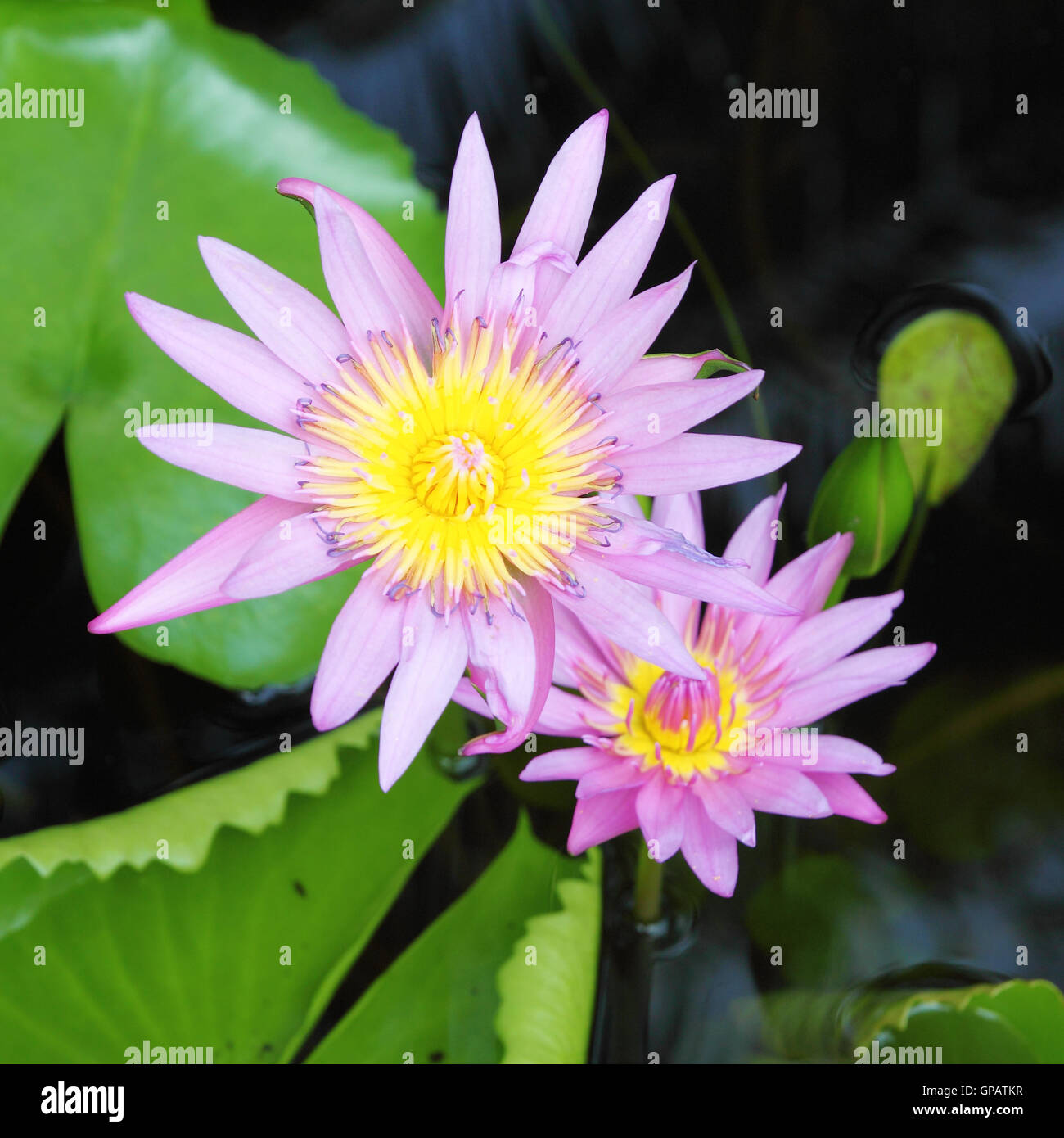 Two blooming pink lotus in the natural pond Stock Photo - Alamy