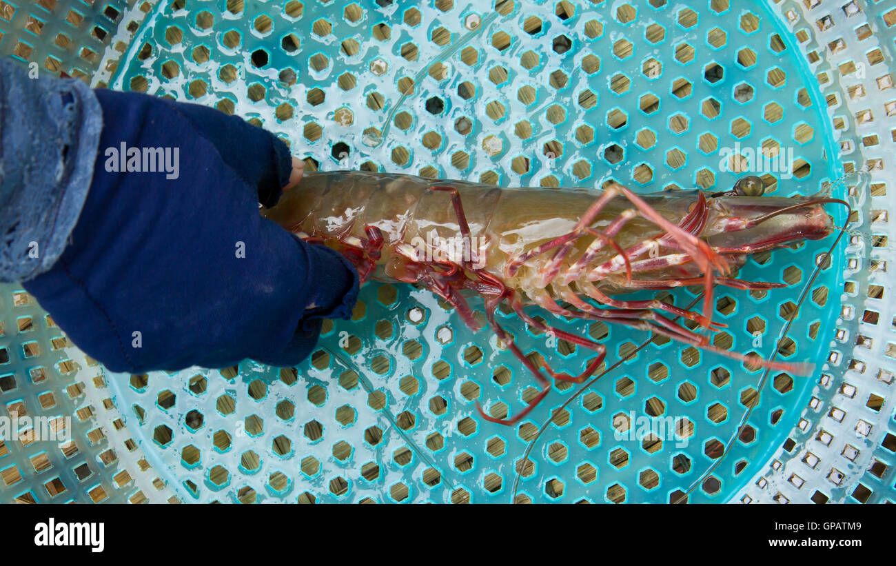 Large living prawn on a Vietnamese market Stock Photo - Alamy
