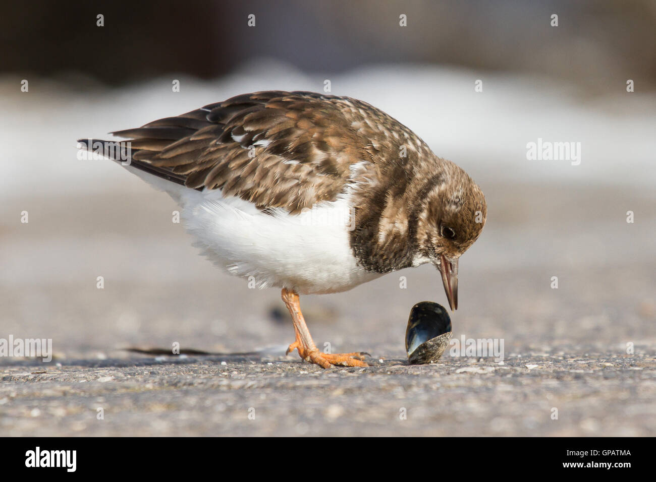 Rudy turnstone hi-res stock photography and images - Alamy