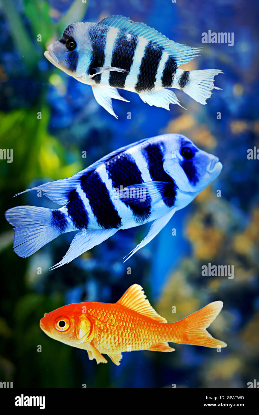 goldfishamong other fish Stock Photo - Alamy