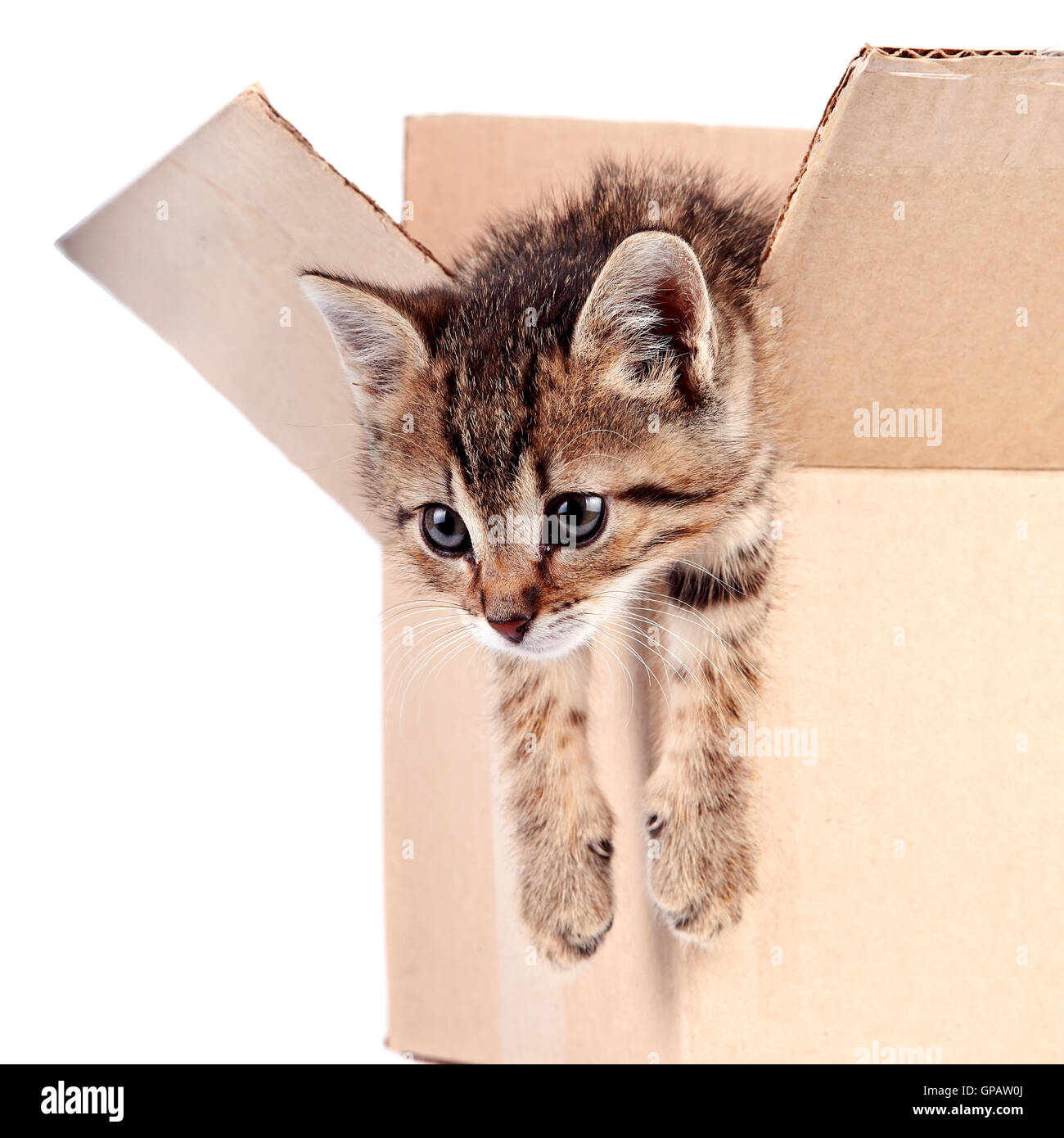 Kitten in a box Stock Photo - Alamy