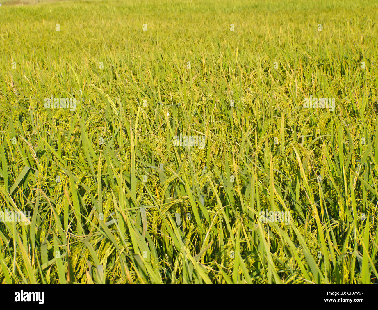 jasmine rice field Stock Photo - Alamy