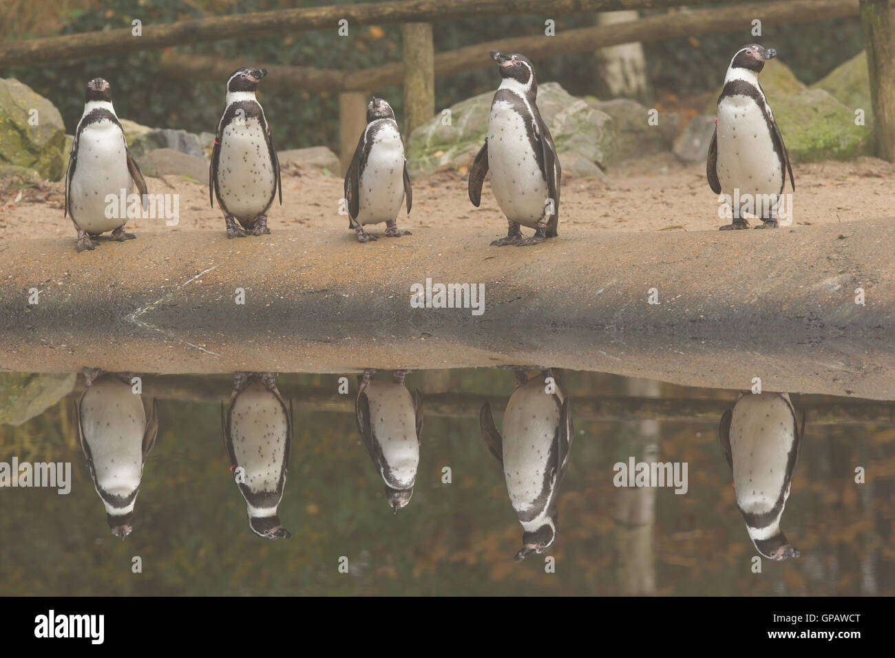 Row of Humpolt penguins Stock Photo - Alamy