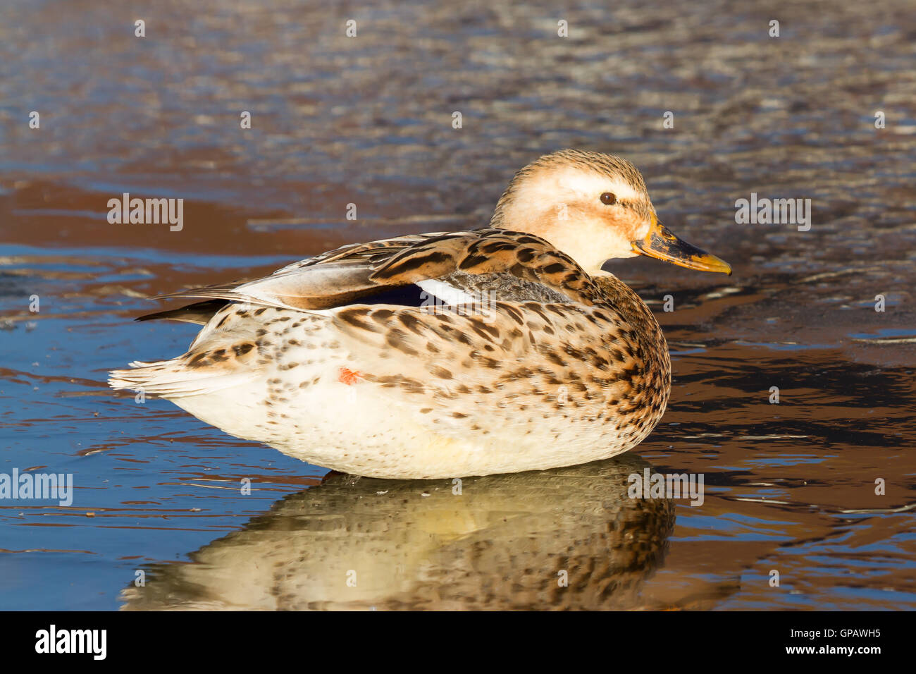 A wild duck Stock Photo - Alamy