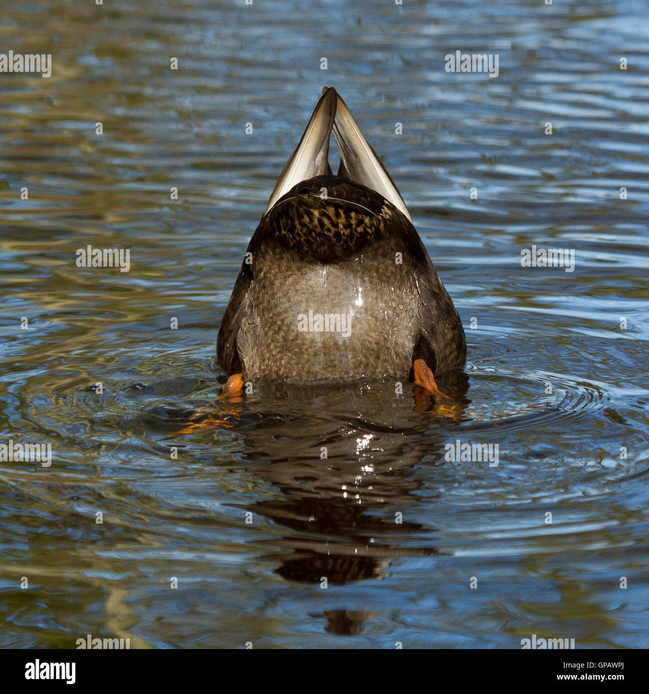 A duck is eating Stock Photo - Alamy