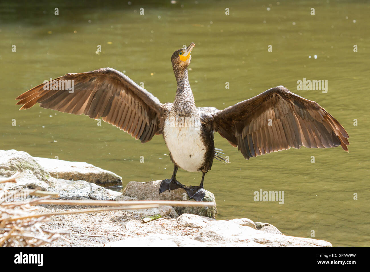Cormorant drying it's wings Stock Photo - Alamy