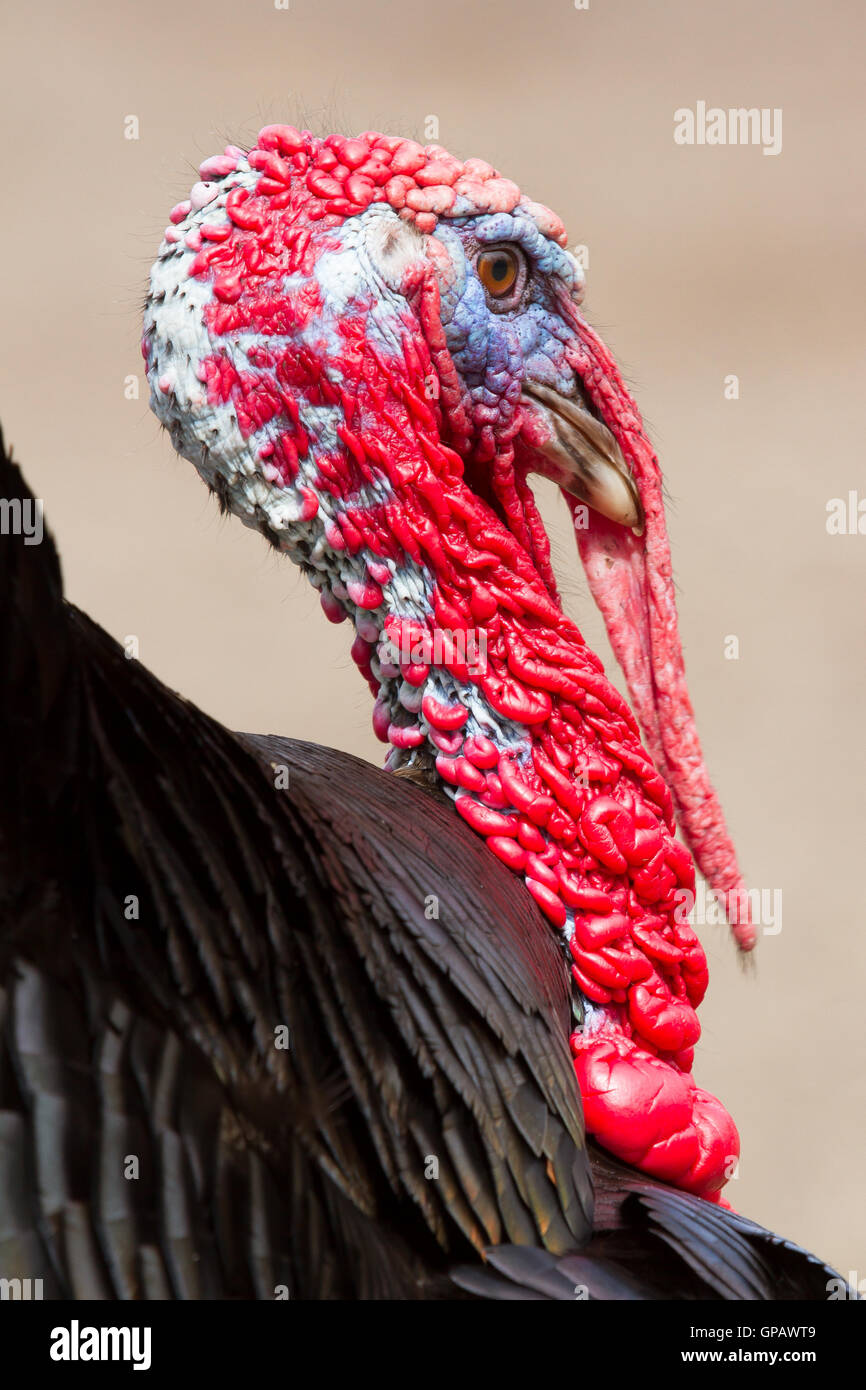 A large turkey Stock Photo - Alamy