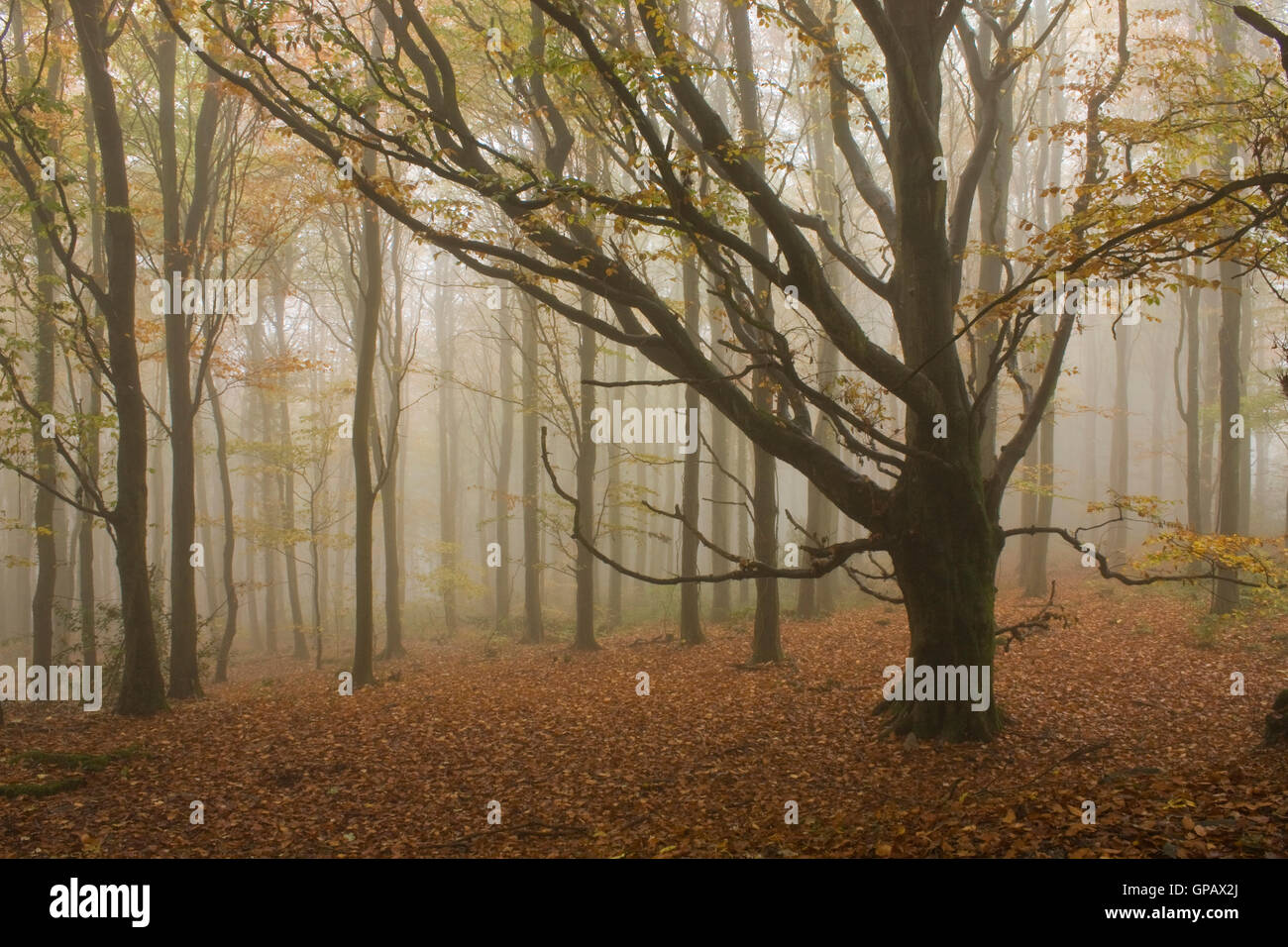 Woodland autumn mist Stock Photo - Alamy