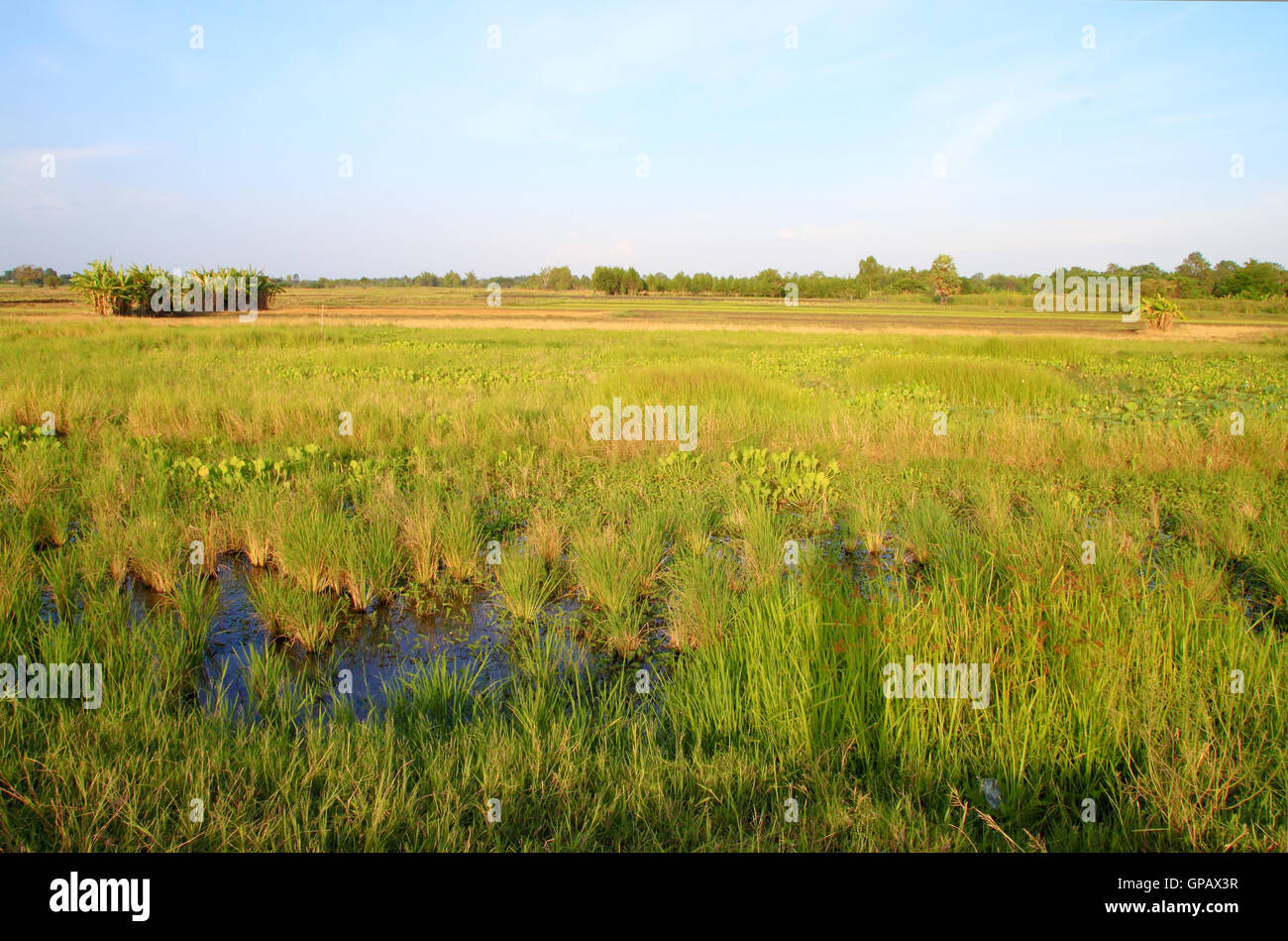 Rural landscape in country side Stock Photo - Alamy