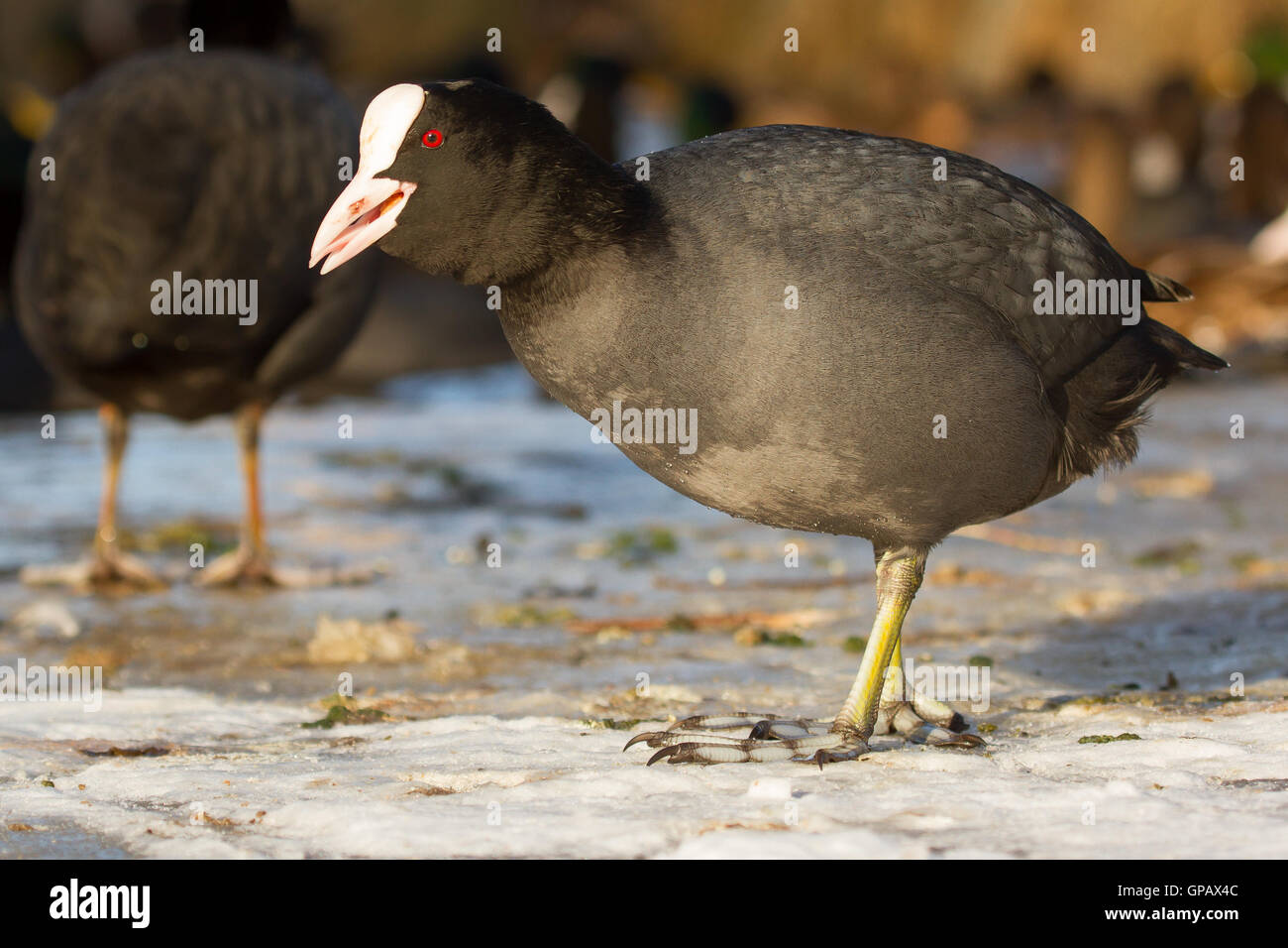 Coot photographs hi-res stock photography and images - Alamy