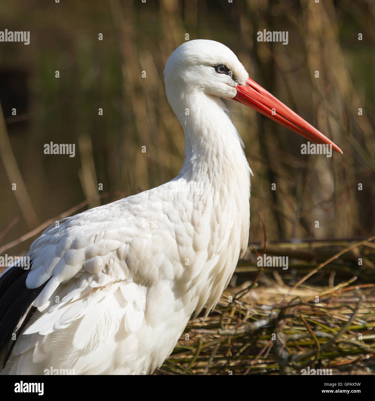Close-up of a stork Stock Photo - Alamy
