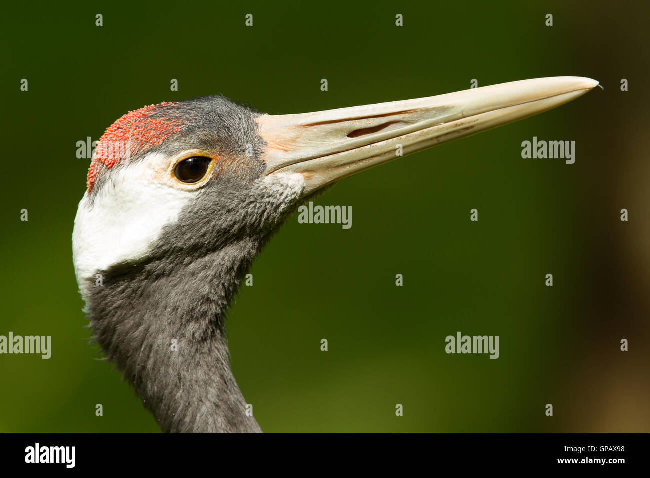 Close-up of a red-crowned crane Stock Photo - Alamy