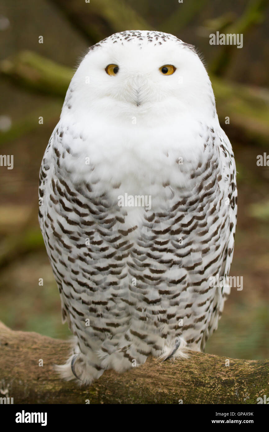A snow owl Stock Photo - Alamy