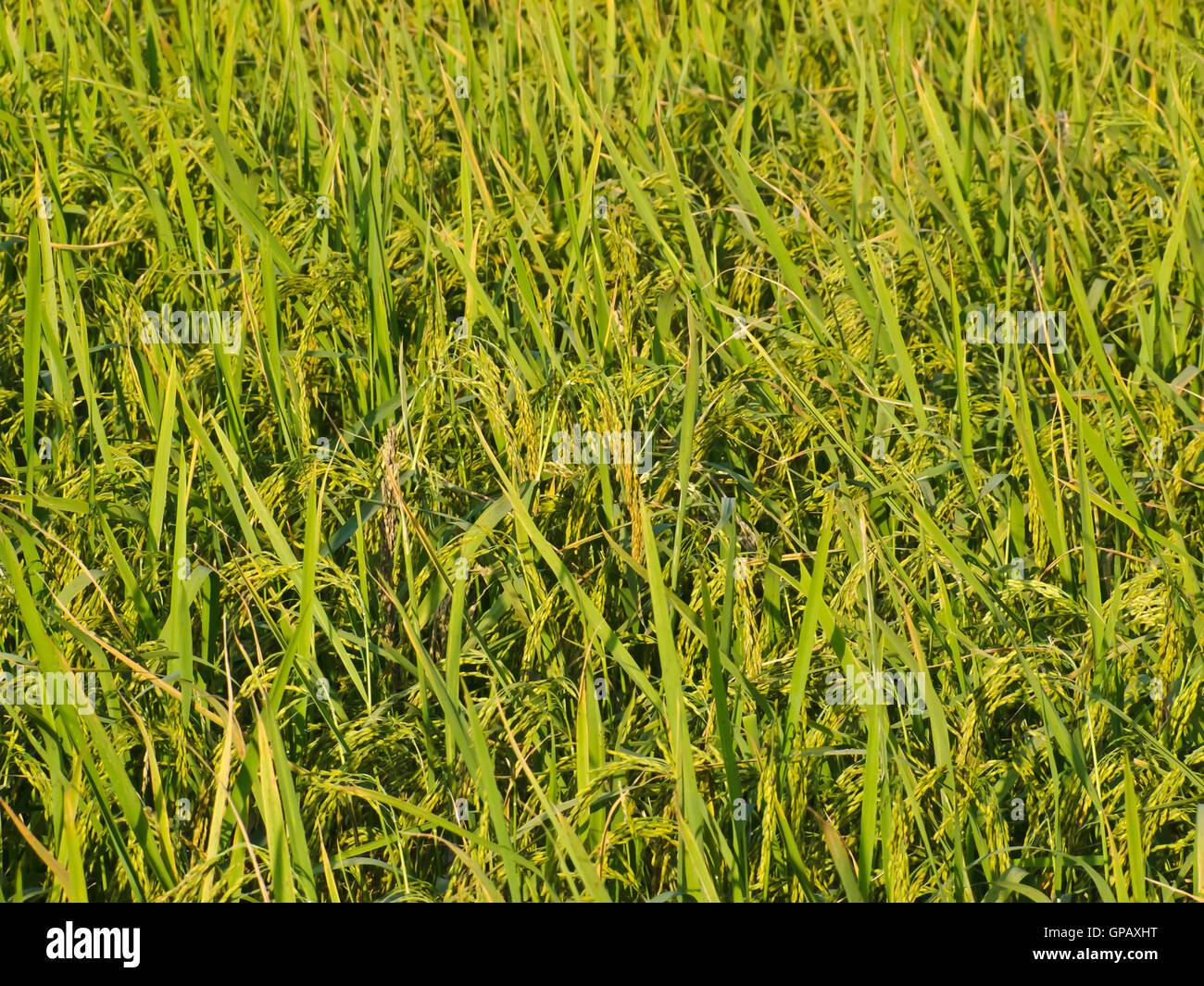 jasmine rice field Stock Photo - Alamy