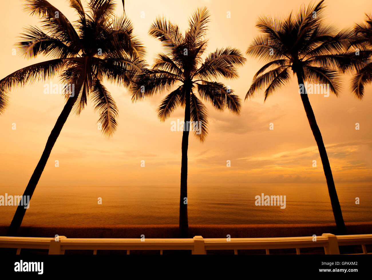 Palm trees silhouette at sunset Stock Photo - Alamy