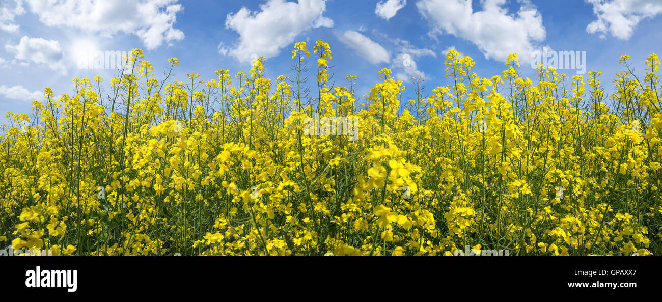Blooming rapeseed field panorama Stock Photo - Alamy