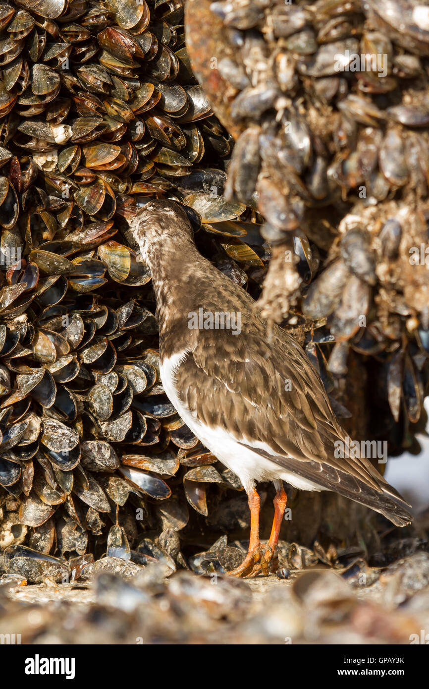 Rudy turnstone hi-res stock photography and images - Alamy