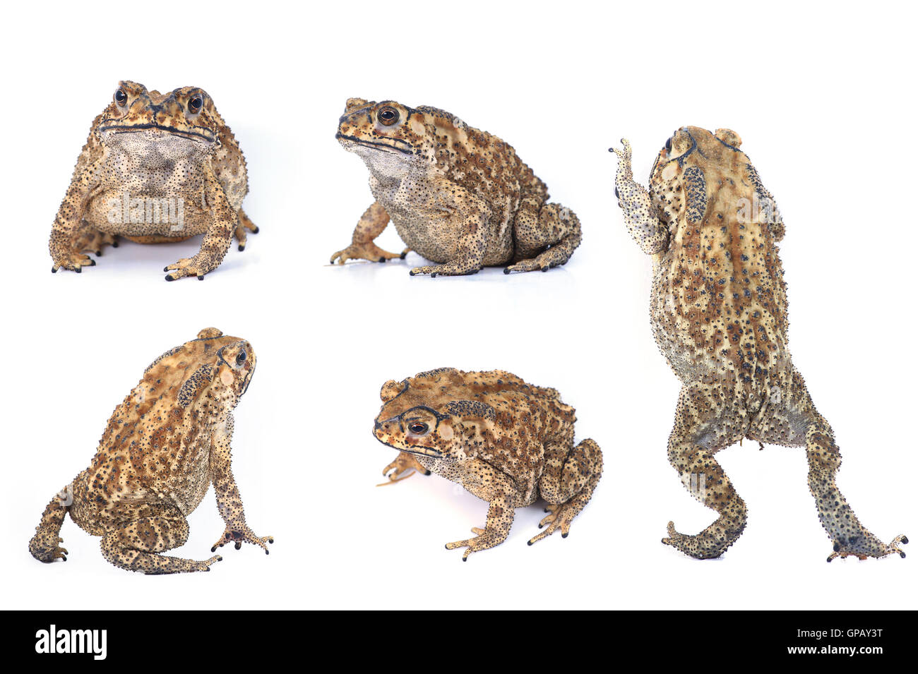 Toad jumping Cut Out Stock Images & Pictures - Alamy