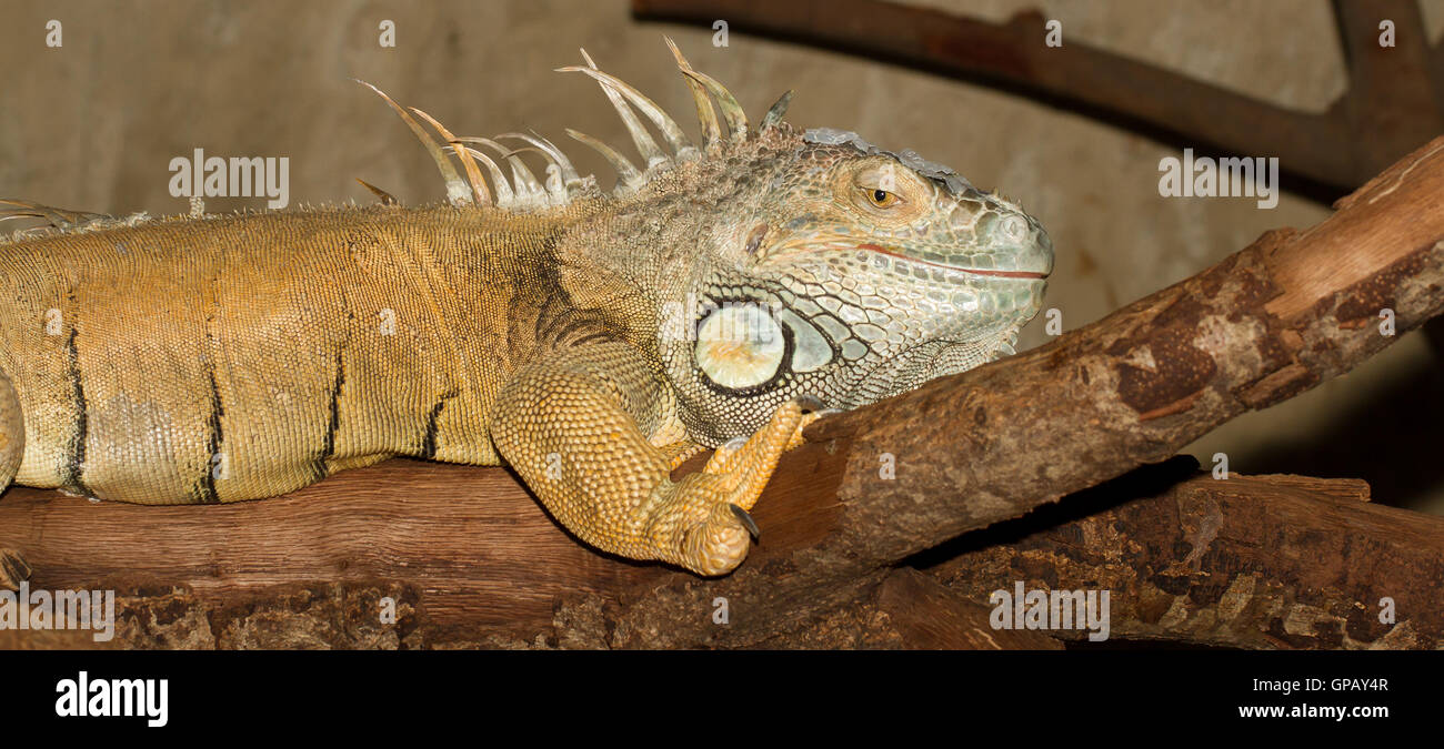 A green iguana Stock Photo - Alamy