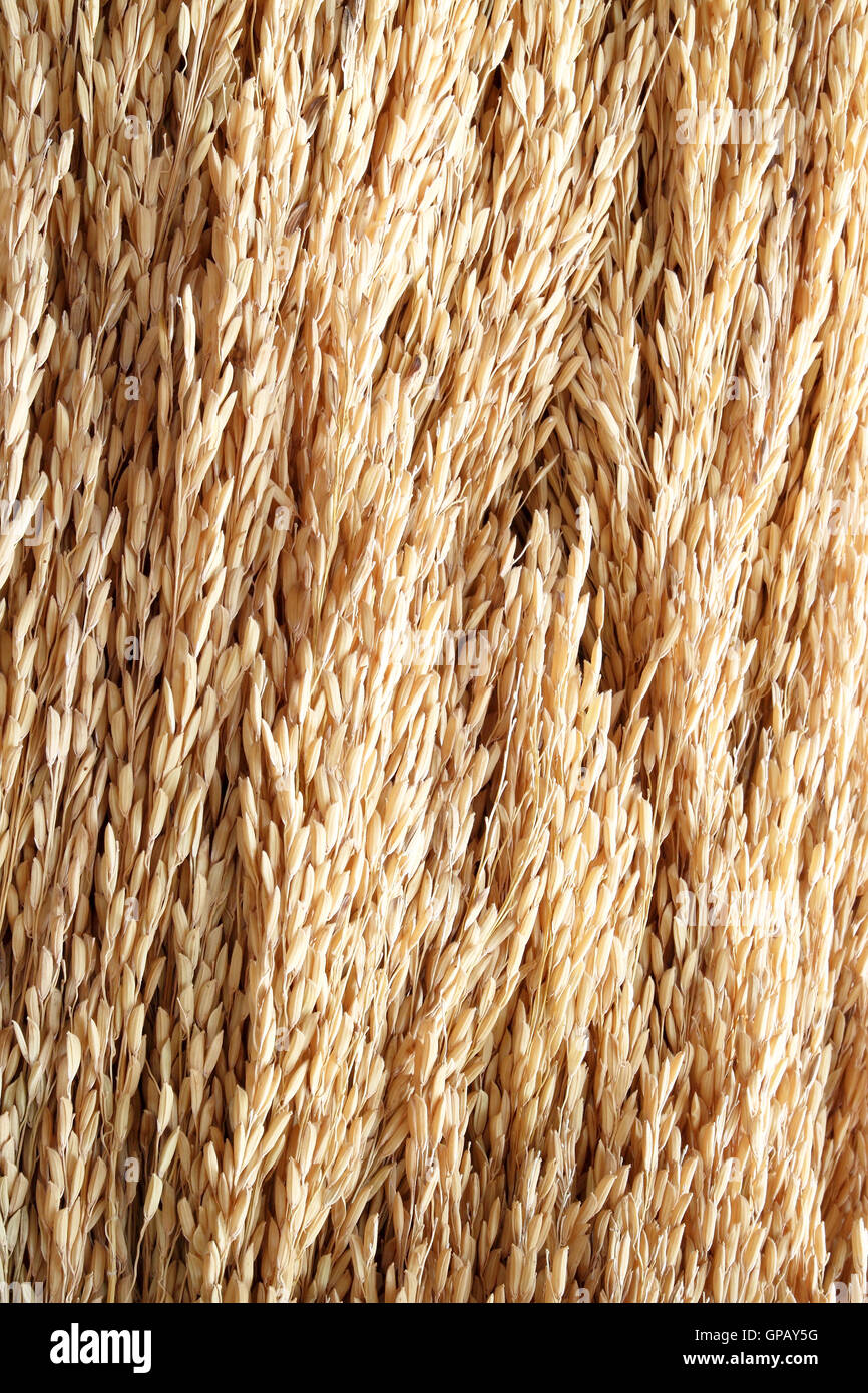 close up golden rice spikes Stock Photo - Alamy