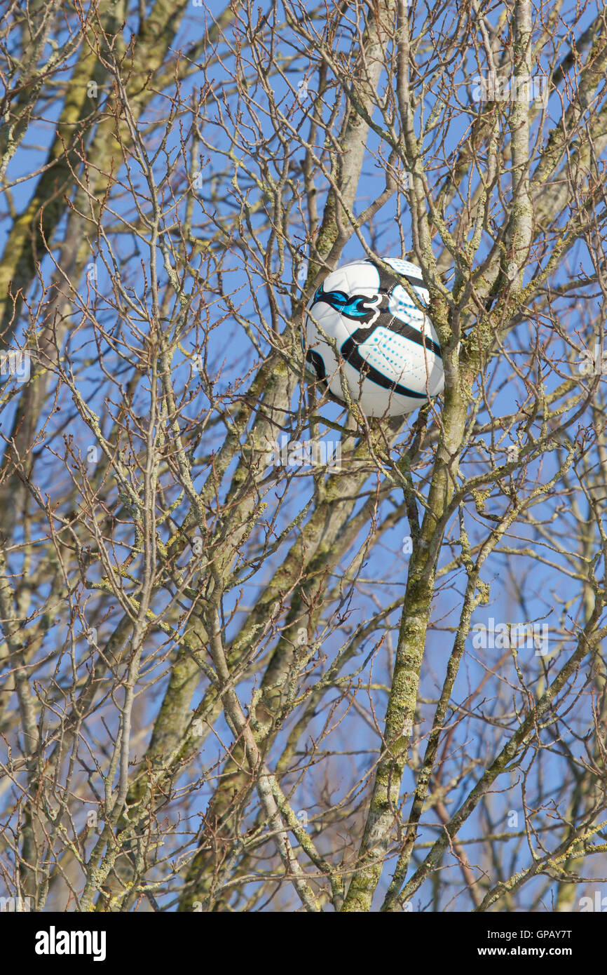 A football in a tree Stock Photo - Alamy