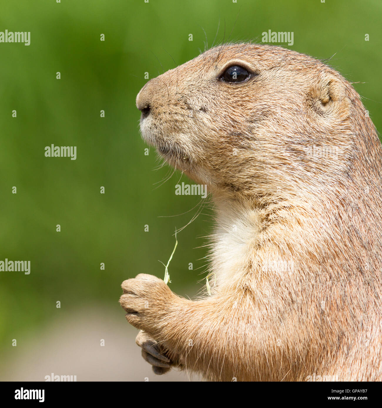 Cute prairie dog eating Stock Photo - Alamy