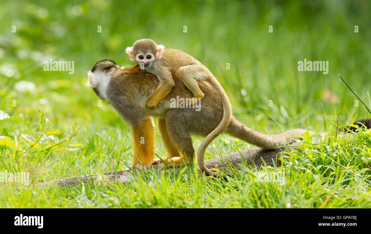 Young ape on the back of it's mother Stock Photo - Alamy