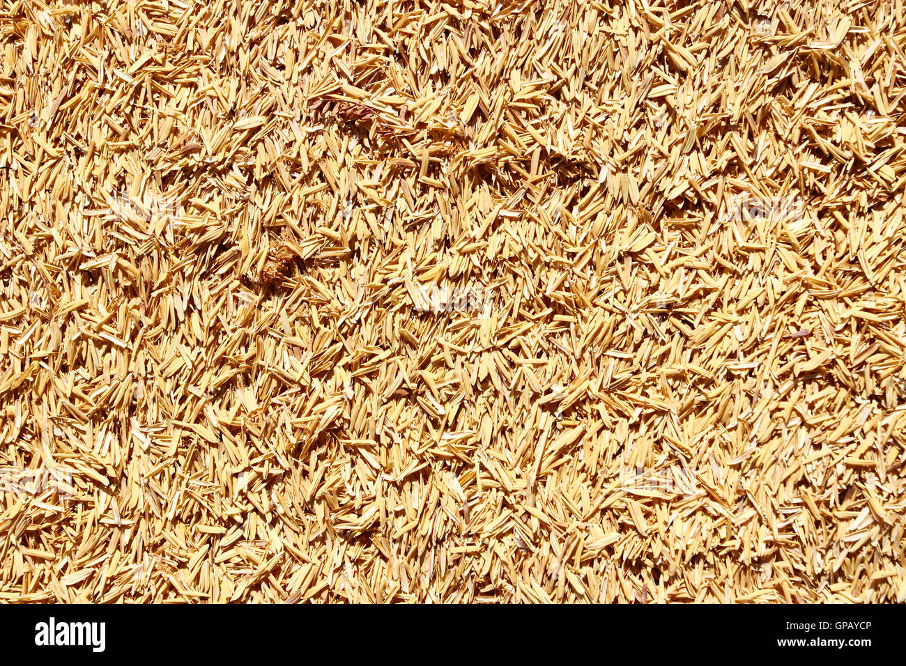 rice husk background or texture Stock Photo - Alamy