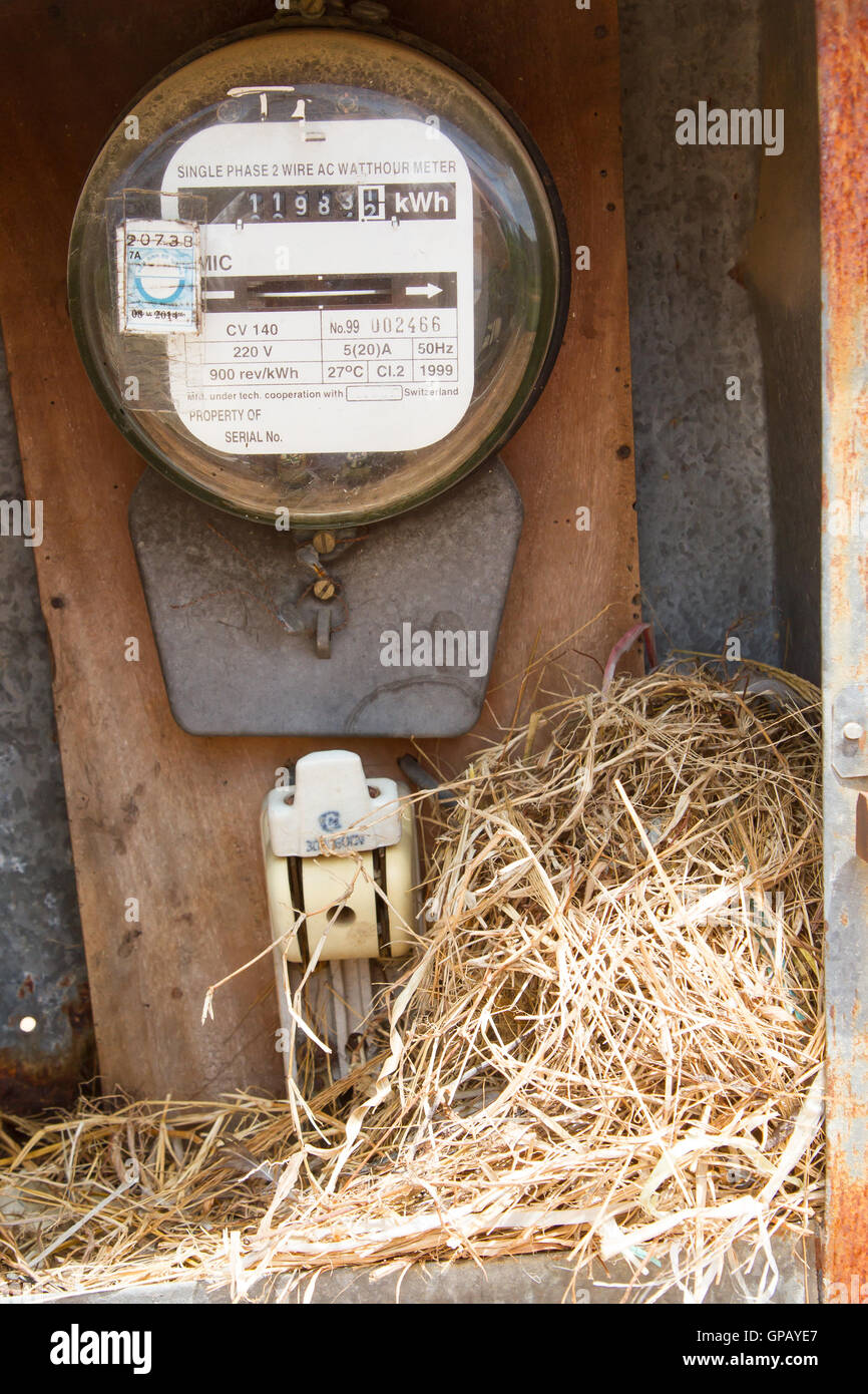 Nest of a sparrow in a cabinet with electrical meter Stock Photo - Alamy