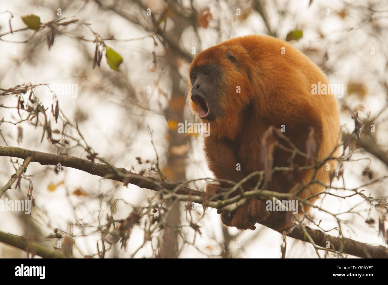 Mantled howler (Alouatta seniculus) howling Stock Photo - Alamy