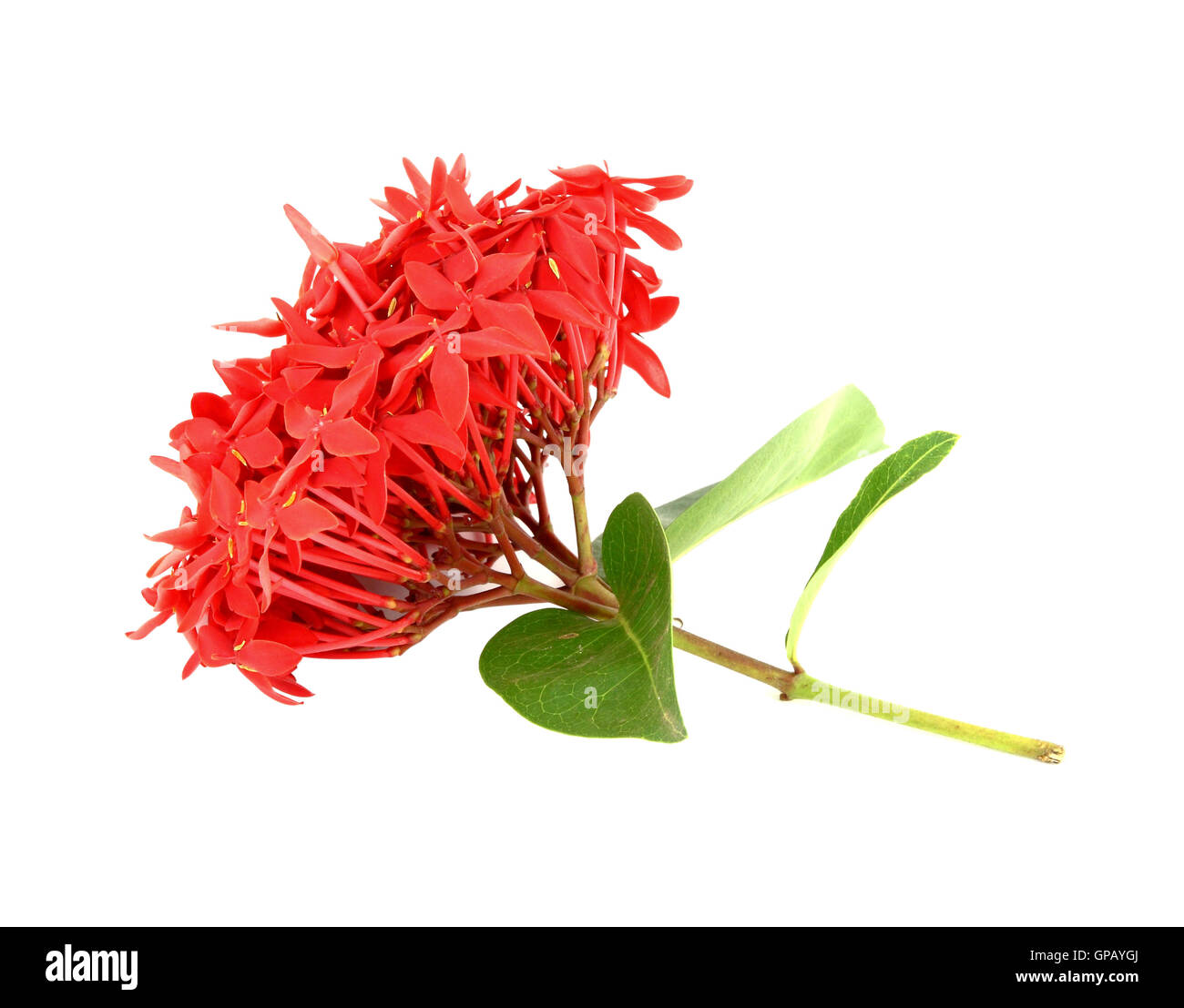 Ixora flower on white background Stock Photo - Alamy