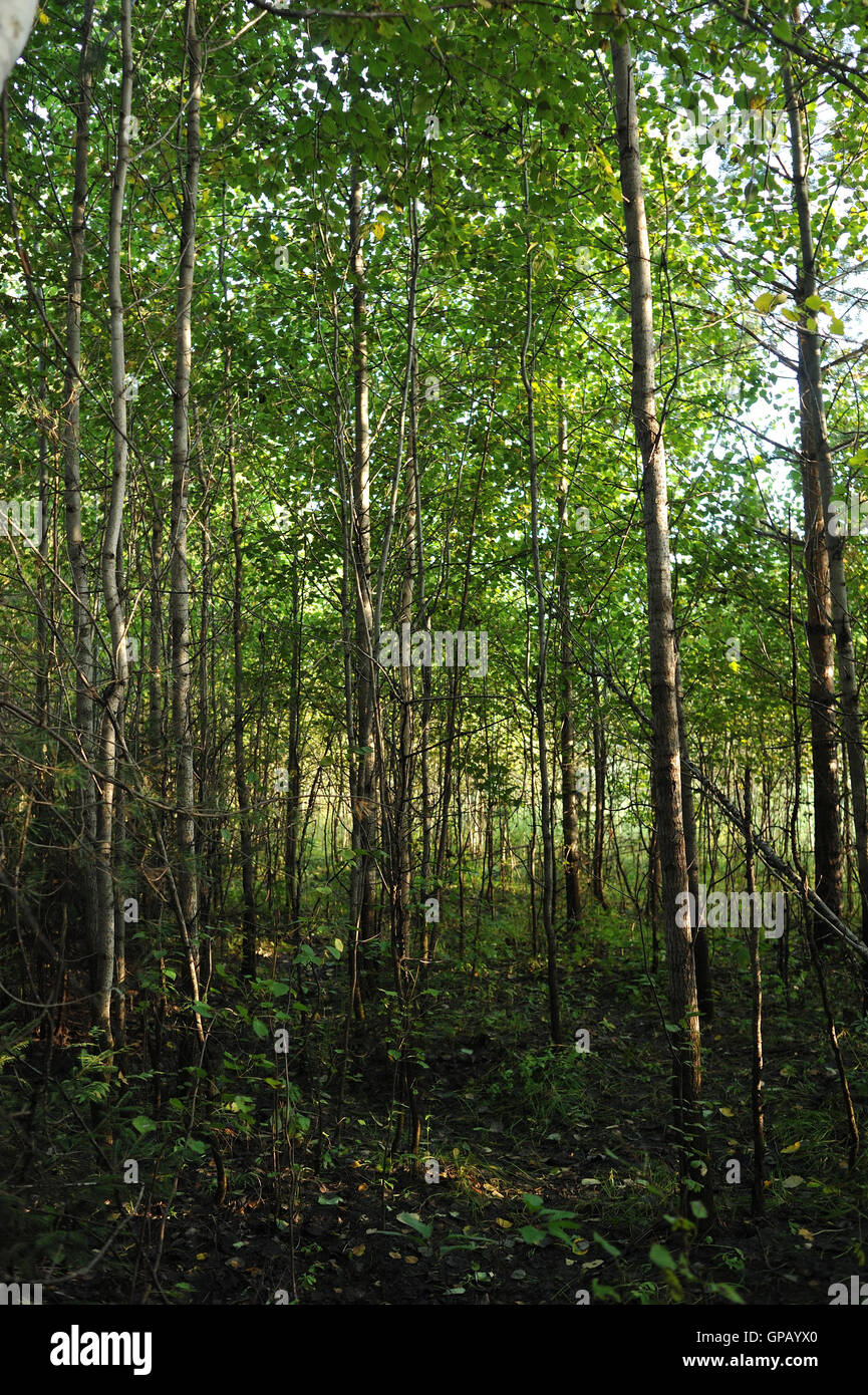 Aspen garden hi-res stock photography and images - Alamy