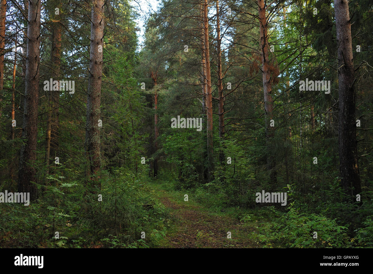 Taiga forest landscape in the rain in beginning of autumn Stock Photo ...