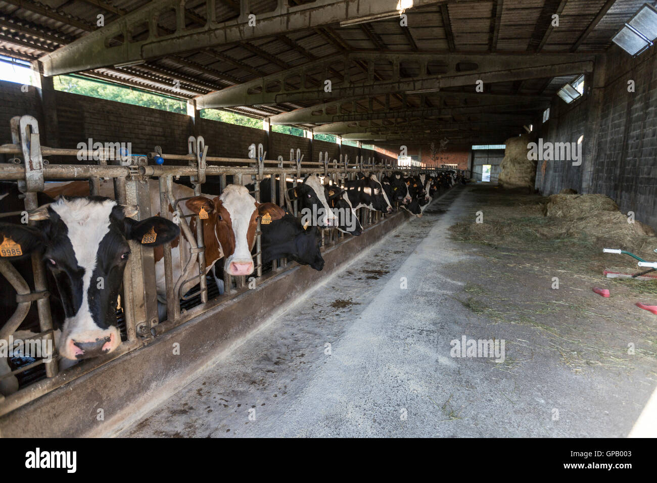 Dairy Cows in feed row in the rural village of Rios, Paradela, Lugo ...