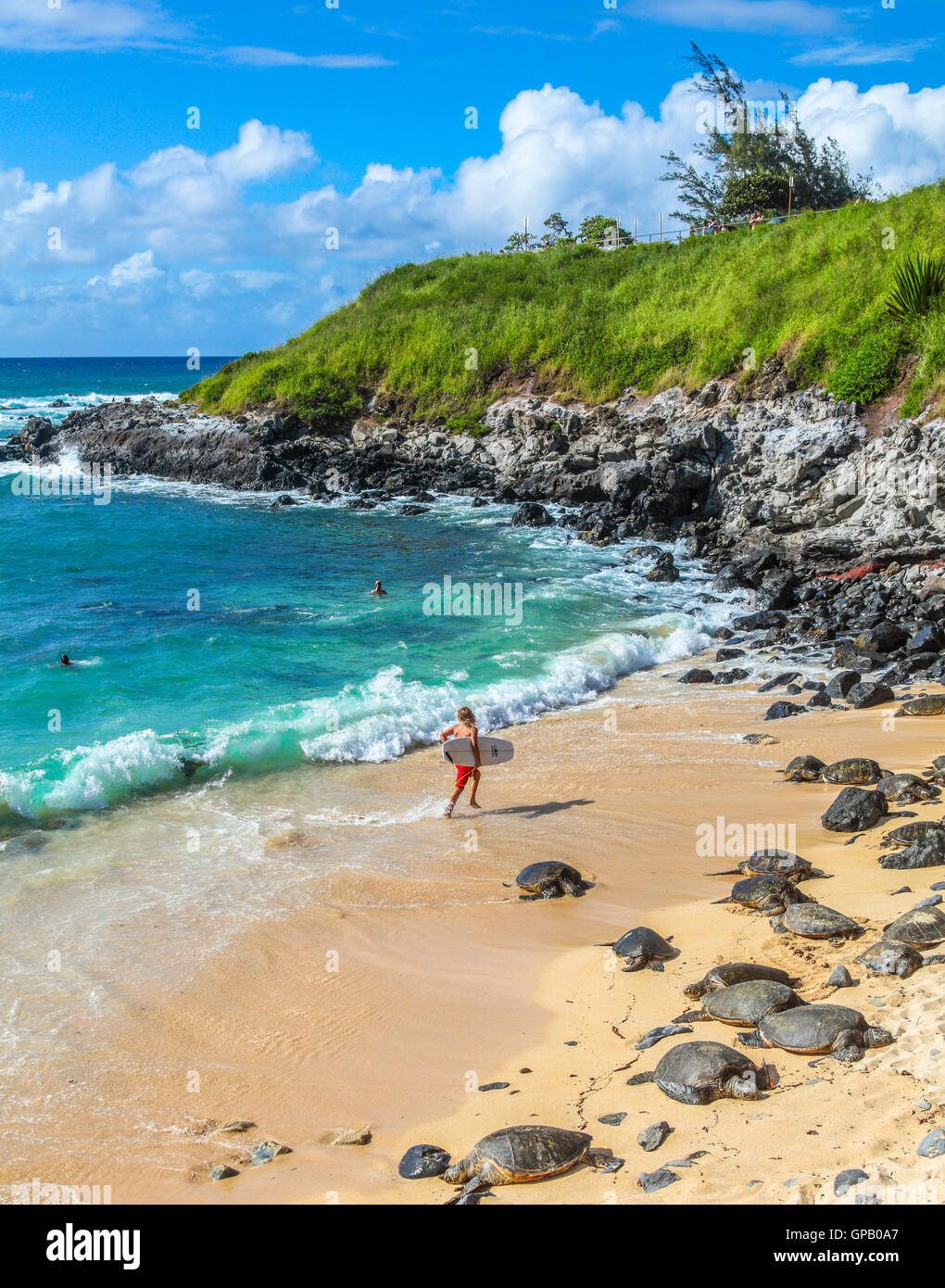 Hawaiian green sea turtles rest at Hookipa Beach while people enjoy the ...