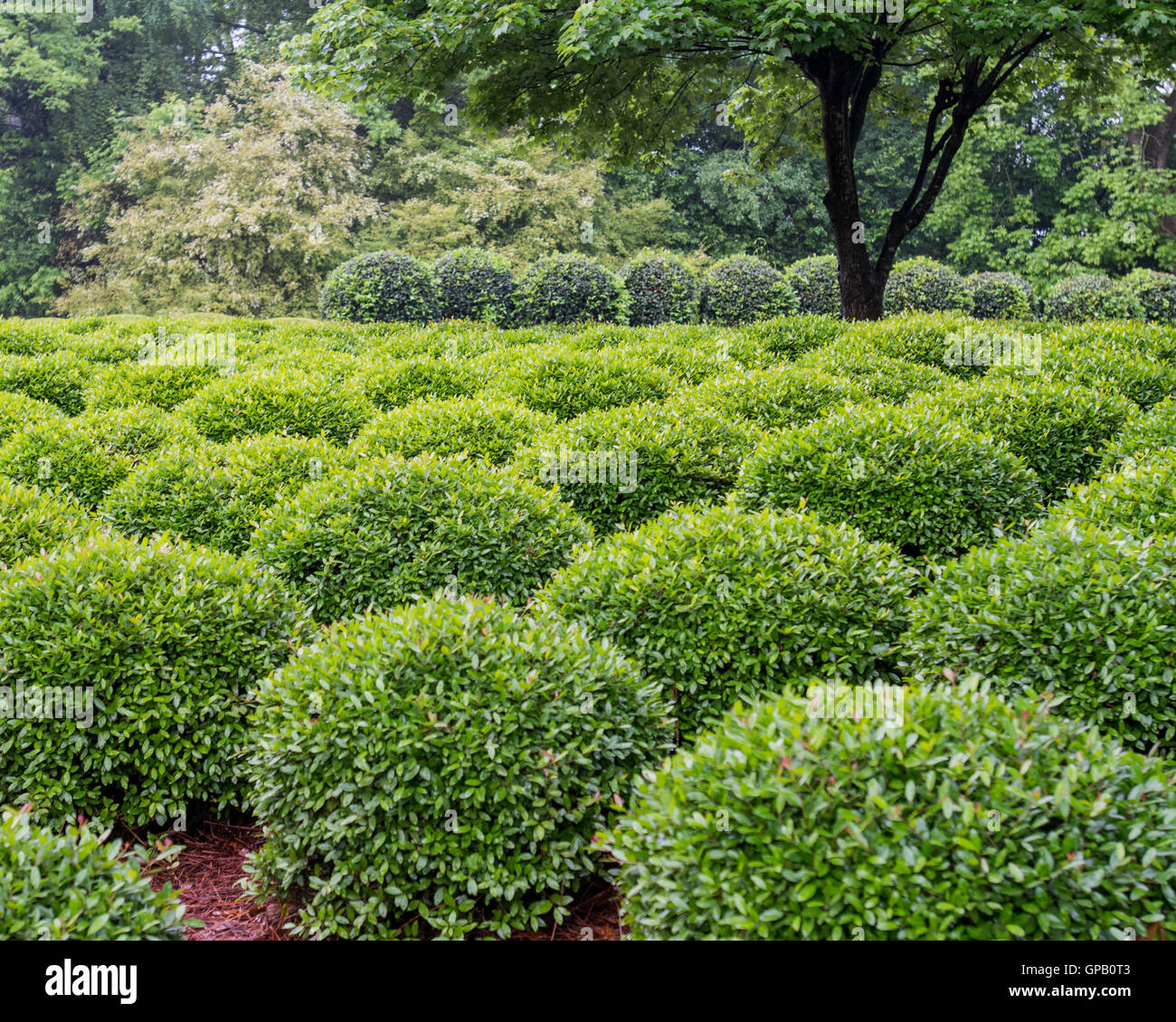 Rounded shrubs hi-res stock photography and images - Alamy