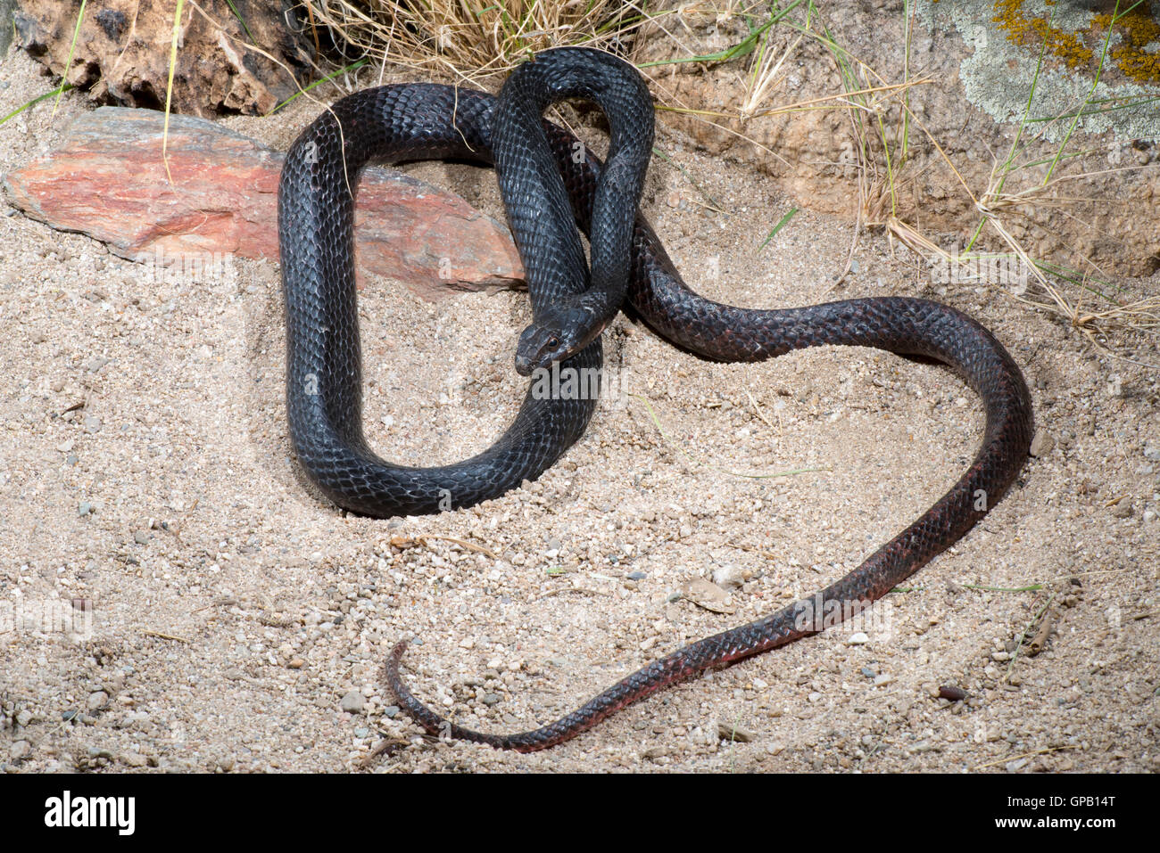 Coachwhip Masticophis flagellum Tucson, Pima County, Arizona, United ...