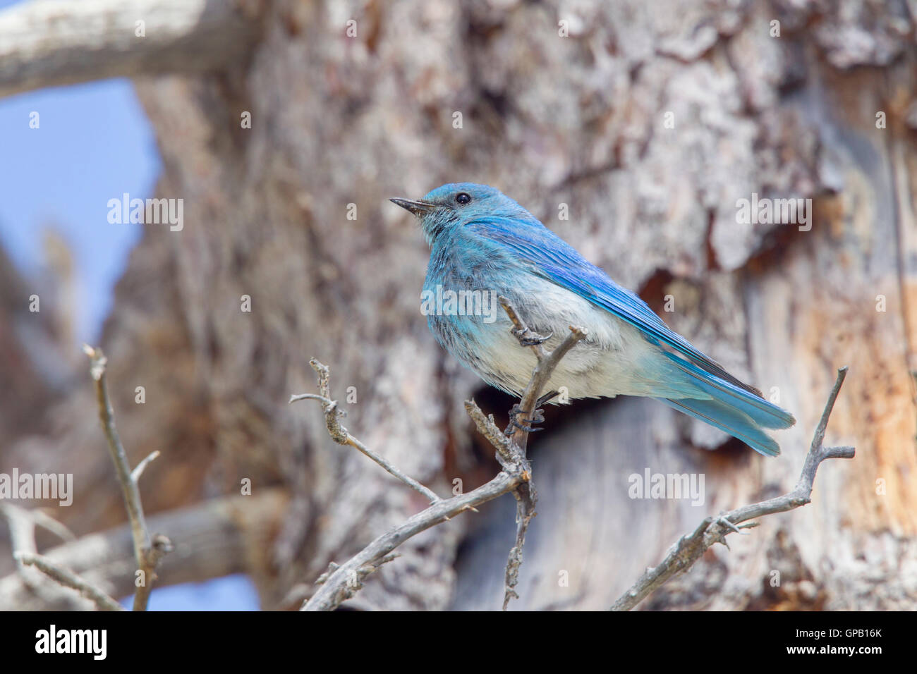 Mountain Bluebird Sialia currucoides Cedar Breaks National Monument ...