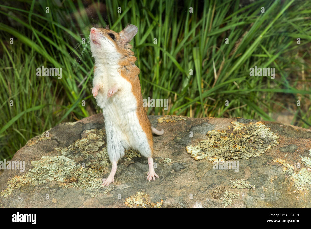 Northern Grasshopper Mouse Onychomys leucogaster Tucson, Pima County ...