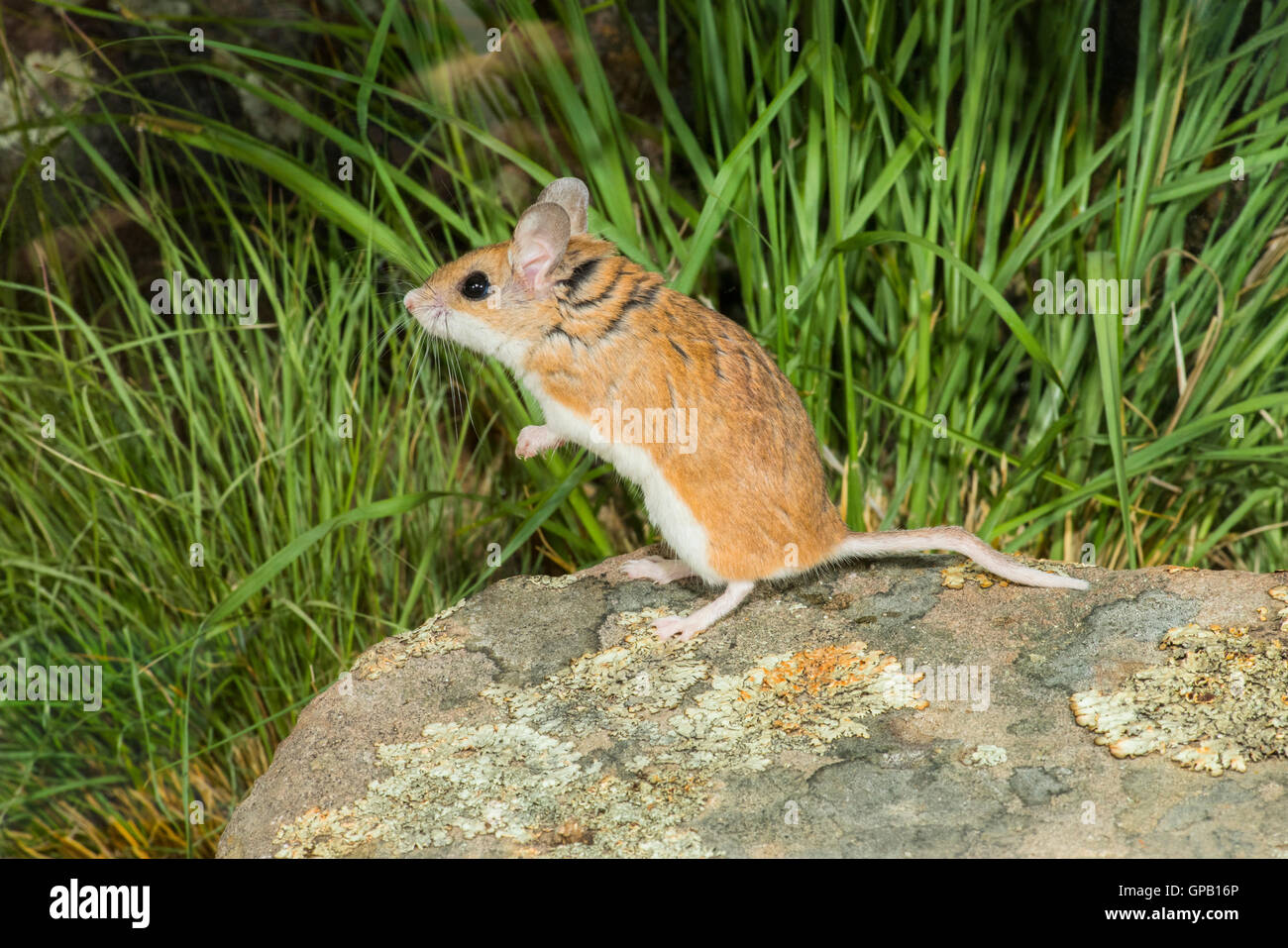 Northern Grasshopper Mouse Onychomys leucogaster Tucson, Pima County ...