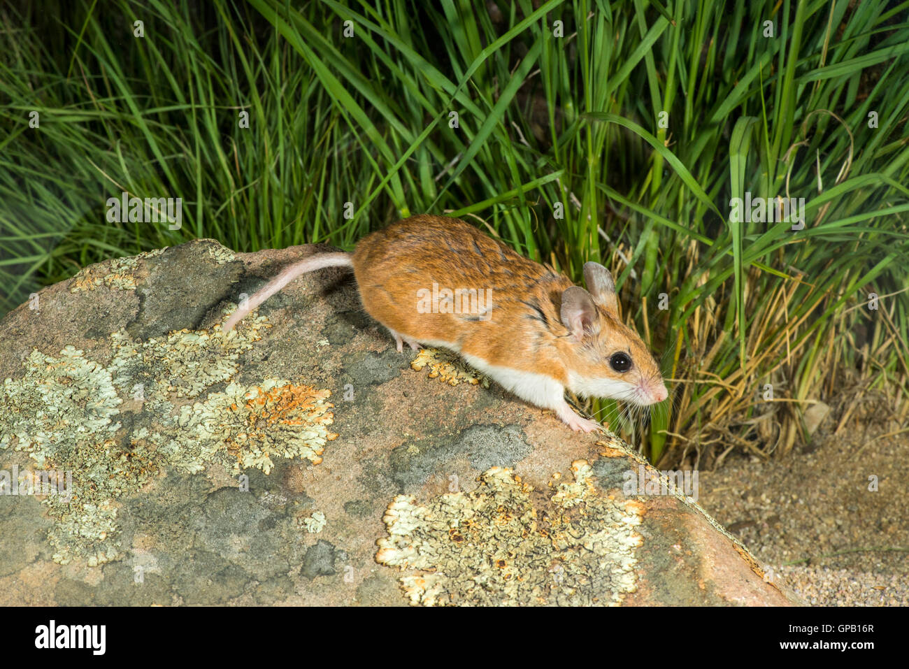 Northern Grasshopper Mouse Onychomys leucogaster Tucson, Pima County ...