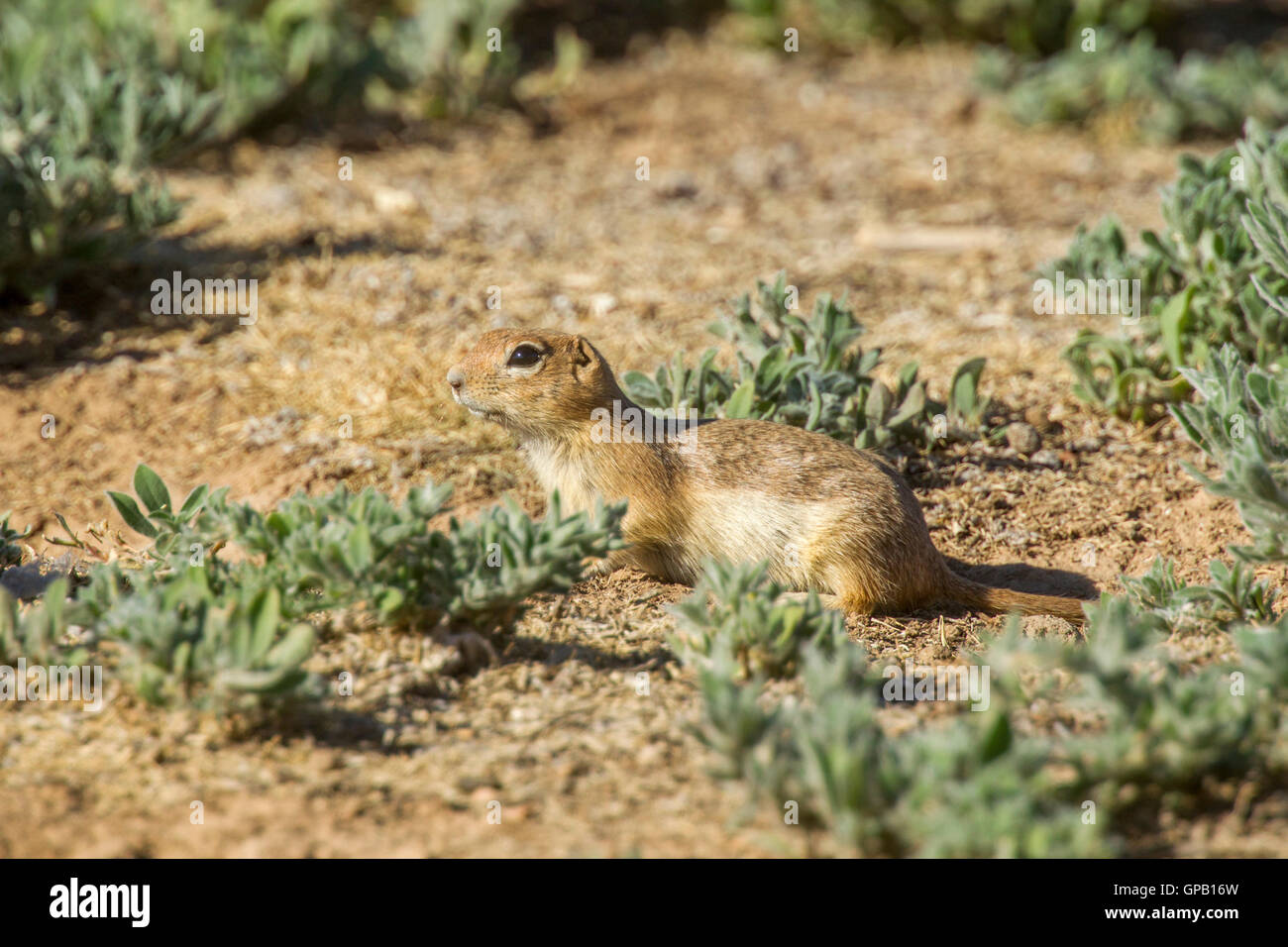 Beaver cute animal hi-res stock photography and images - Alamy