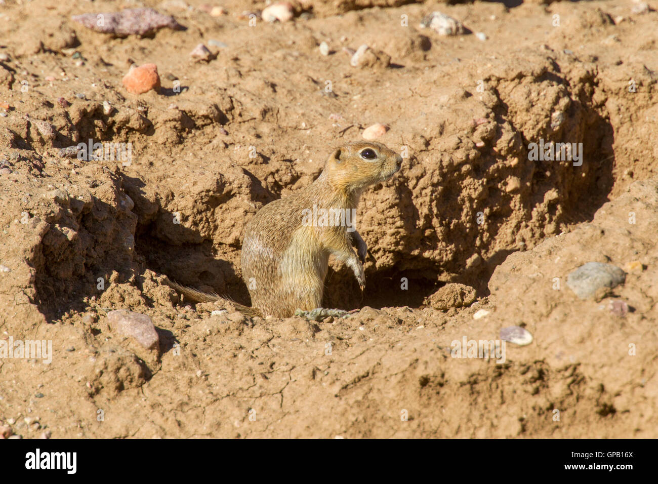 Piute Ground Squirrel Urocitellus mollis 30 miles south of Beaver, Utah ...