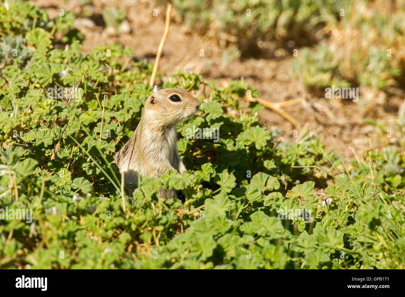 Cute animal eating hi-res stock photography and images - Alamy