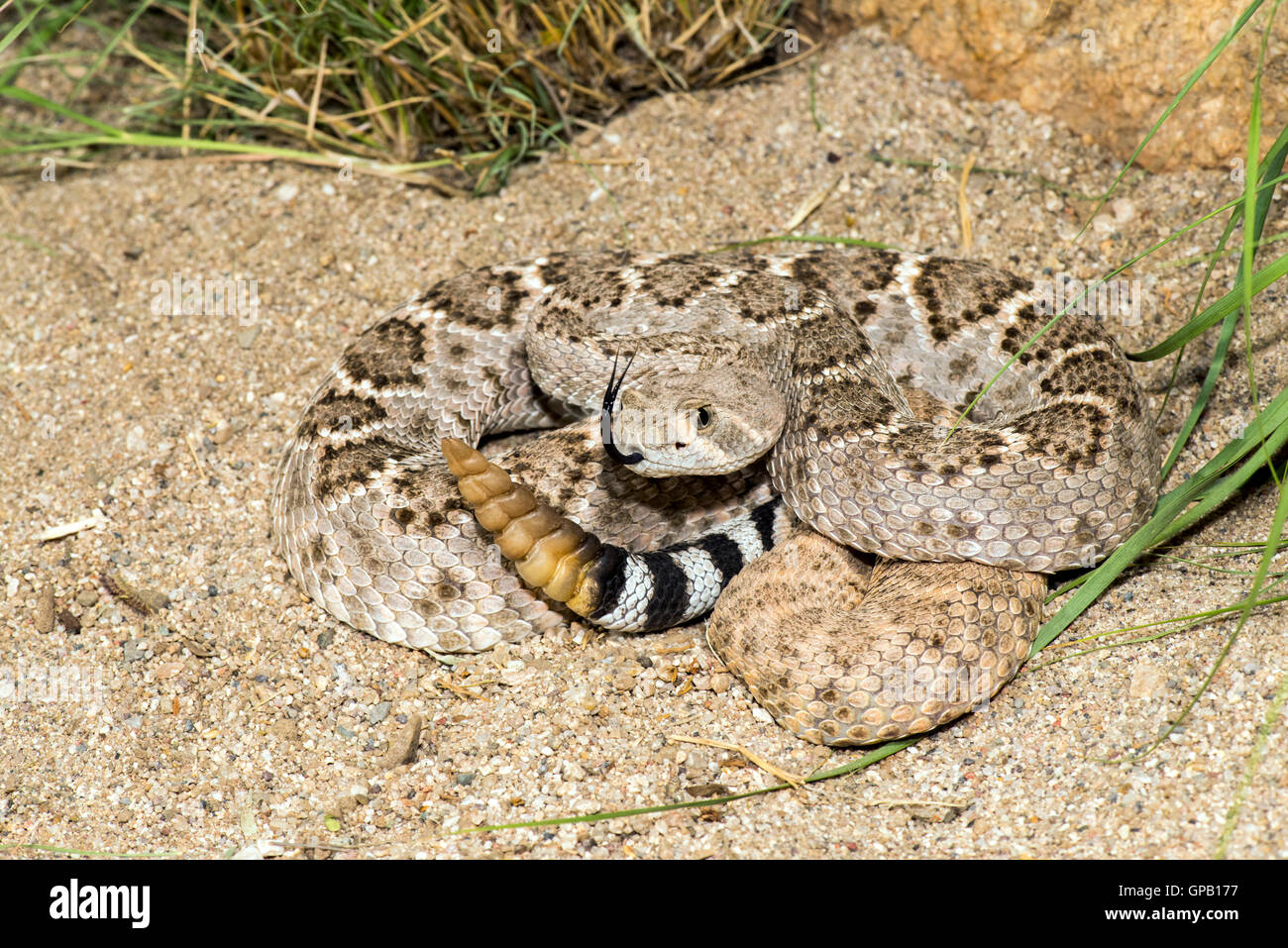 Diamondback rattlesnake fang hi-res stock photography and images - Alamy