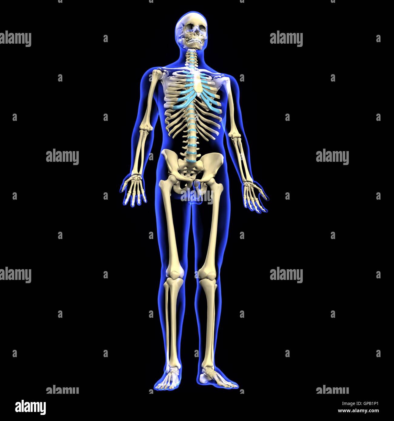 3d illustration of human body skeleton anatomy Stock Photo - Alamy